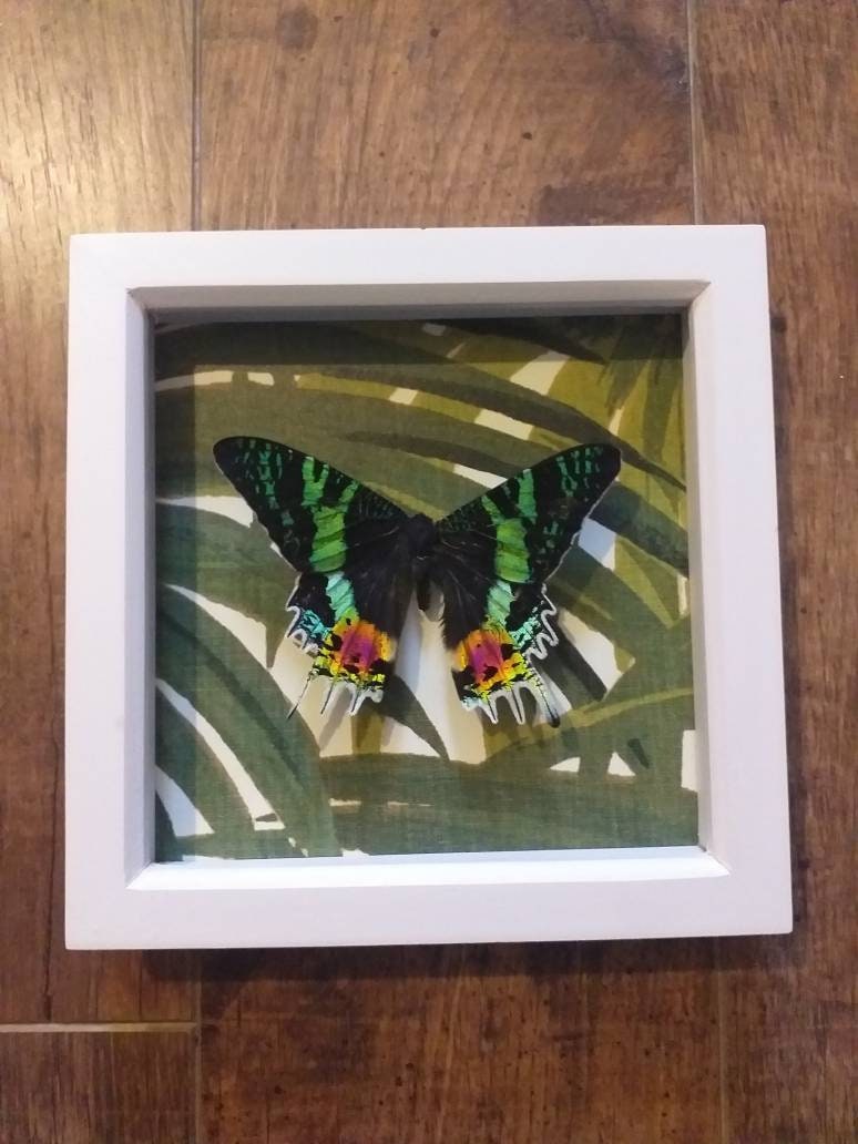 Butterfly Frame With Real Butterfly and Vintage Paper Madagascan Sunset ...