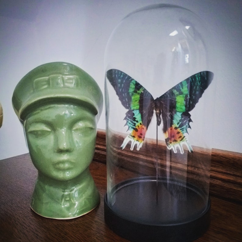 Butterfly Dome Glass Dome With Real Butterfly Madagascan Sunset Moth ...