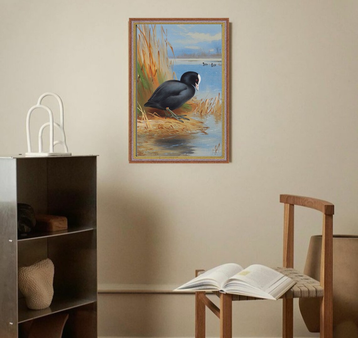 Antique Bird Painting | American Coot Canvas Art Print - Etsy