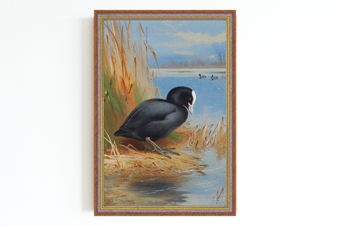 Antique Bird Painting | American Coot Canvas Art Print - Etsy