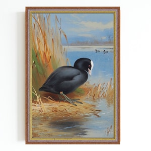 Antique Bird Painting | American Coot Canvas Art Print - Etsy