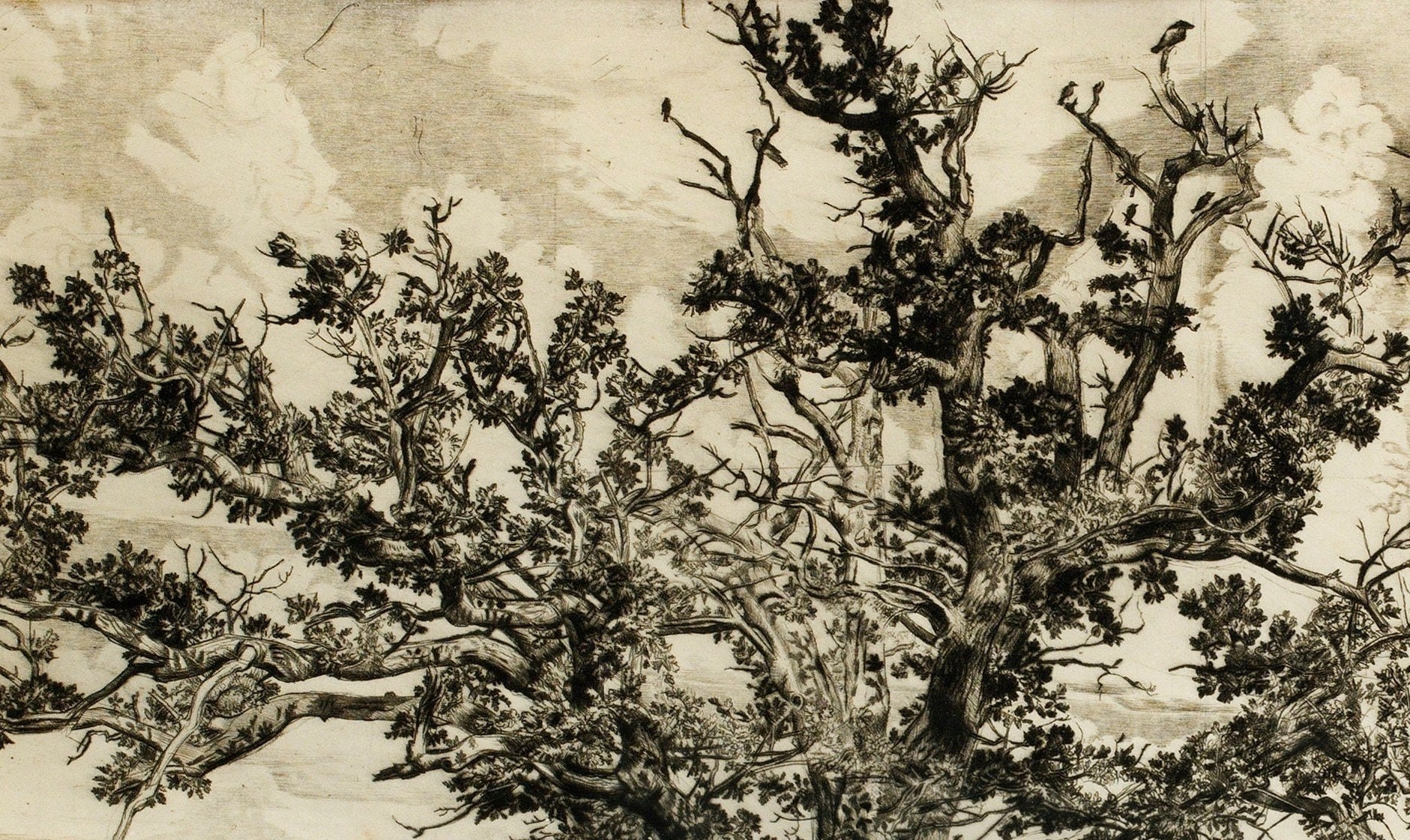 PRINTABLE ART Vintage Tree Drawing Antique Tree Sketch Classic Art Old ...