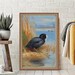 Antique Bird Painting | American Coot Canvas Art Print - Etsy