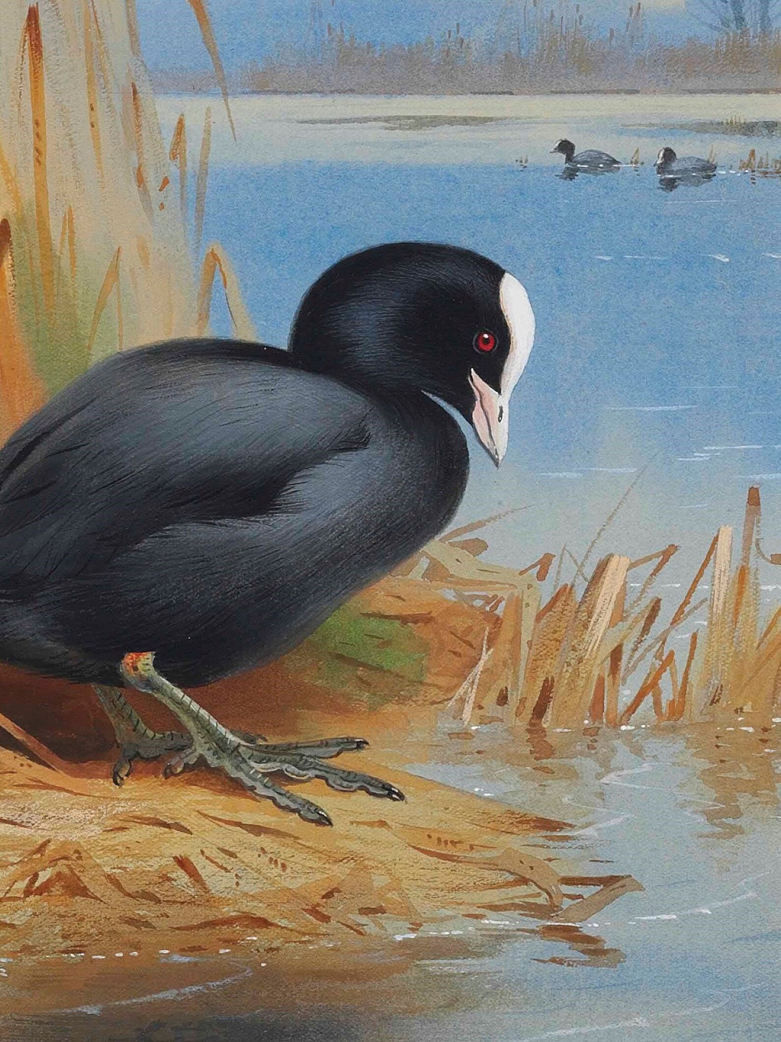 Antique Bird Painting | American Coot Canvas Art Print - Etsy