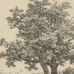 CANVAS ART PRINT | Antique Oak Tree Drawing | Lonely Tree Sketch | Tree ...