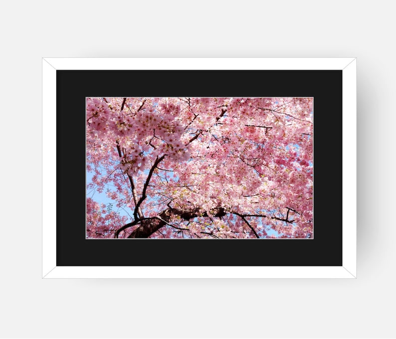 Japanese Pink Cherry Blossom Tree Framed Photo Print | Etsy