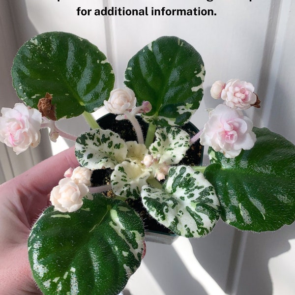 Watermelon Snow African Violet - Etsy