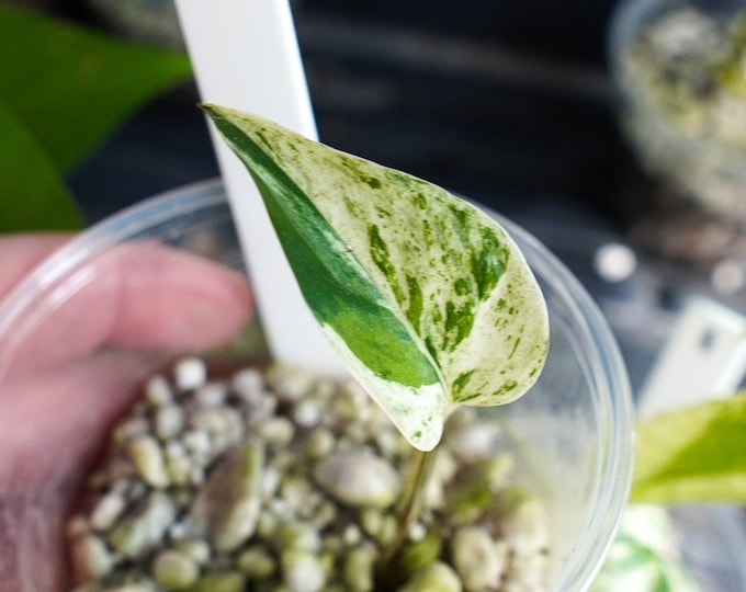 Teruno Fanfare Rare Japanese Pothos epipremnum Rooted Cutting - Etsy