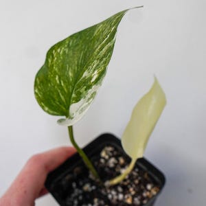 Epipremnum 'colorado Constellation' Rare Pothos - Etsy