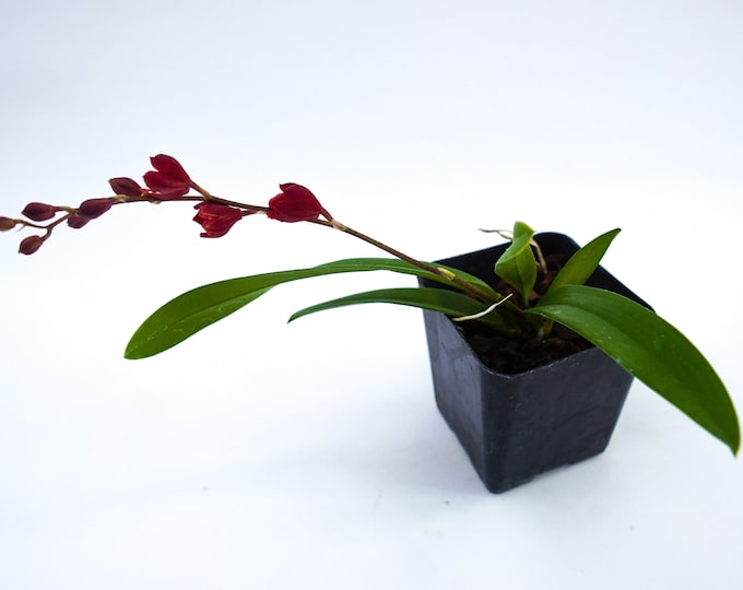 Hwra. Lava Burst 'puanani' - Blooming Size Orchid - Grower's Choice ...