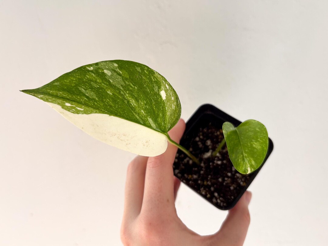 Epipremnum 'colorado Constellation' Rare Pothos - Etsy