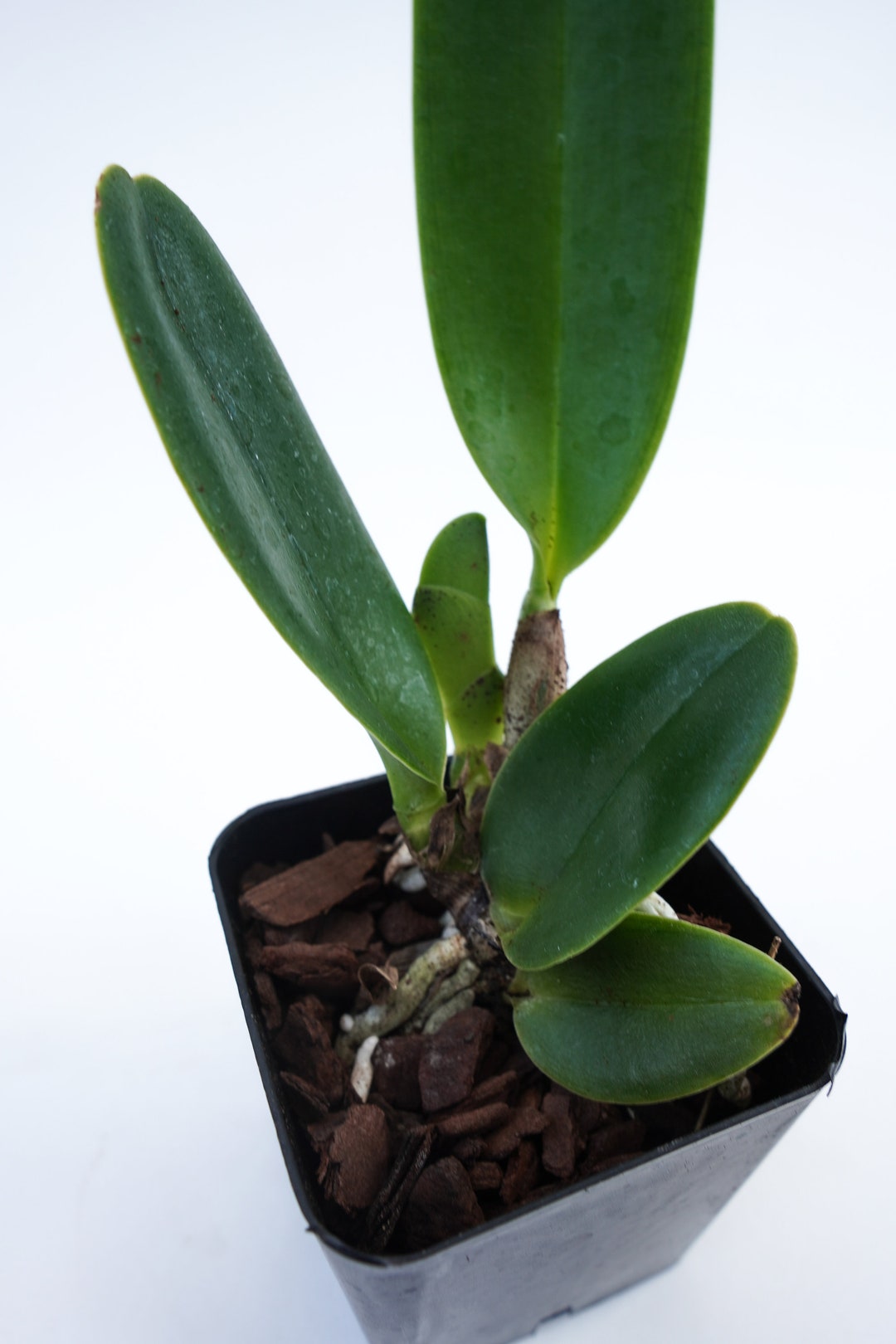 Cattleya Toshie Aoki 'pizzaz' Grower's Choice - Etsy