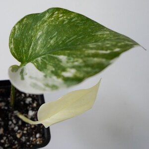 Epipremnum 'colorado Constellation' Rare Pothos - Etsy