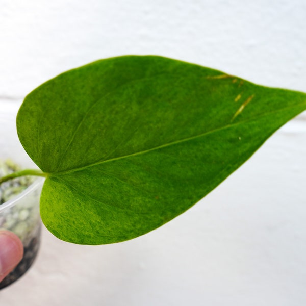 Japanese Global Pothos - Etsy