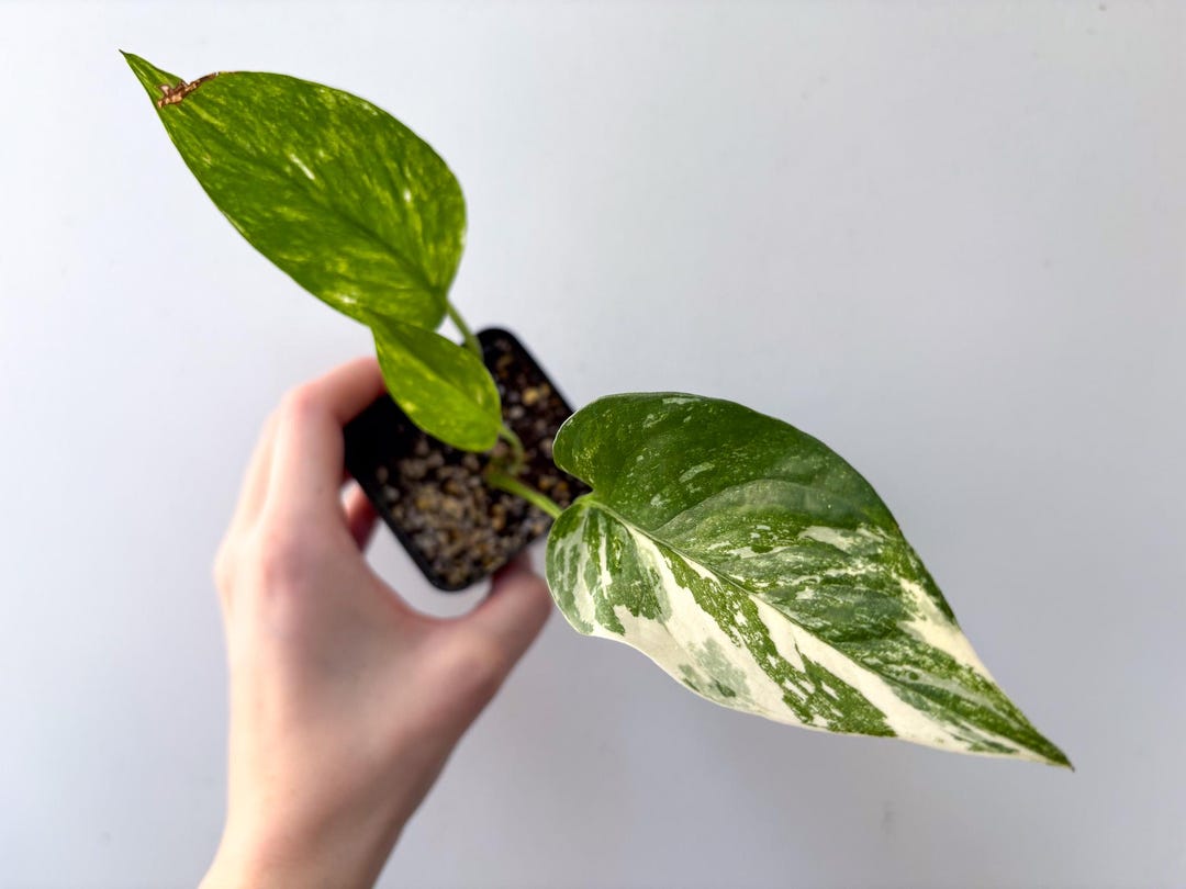 Epipremnum 'colorado Constellation' - Rare Pothos (exact Plant) - Etsy