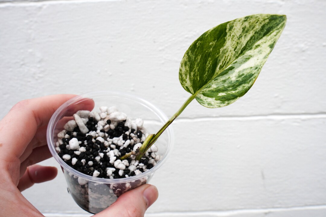 Teruno Fanfare Rare Japanese Pothos epipremnum Rooted - Etsy