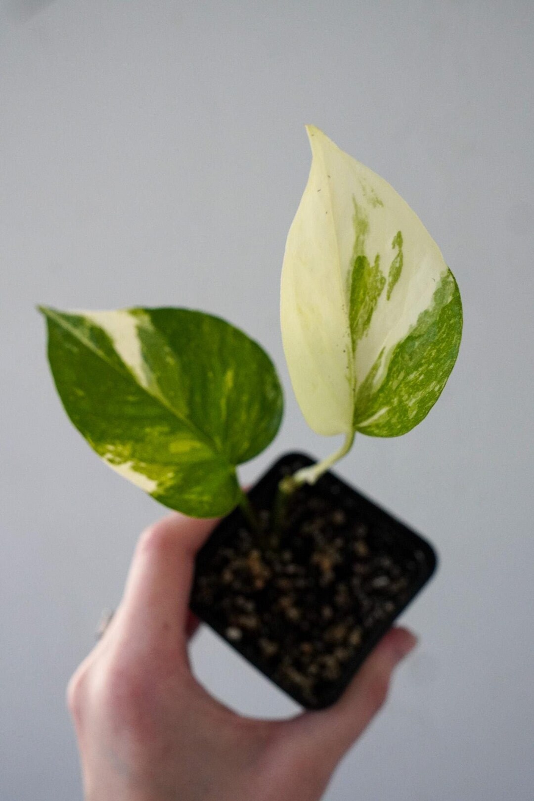 Epipremnum 'colorado Constellation' - Rare Pothos - Etsy