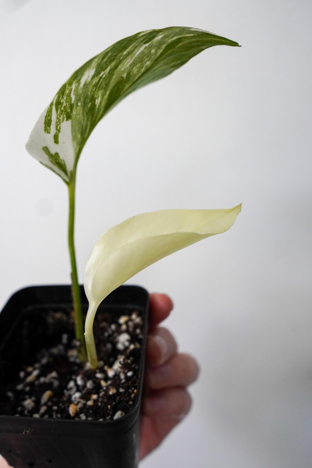 Epipremnum 'colorado Constellation' - Rare Pothos - Etsy