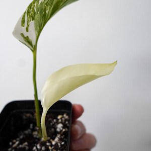Epipremnum 'colorado Constellation' Rare Pothos - Etsy