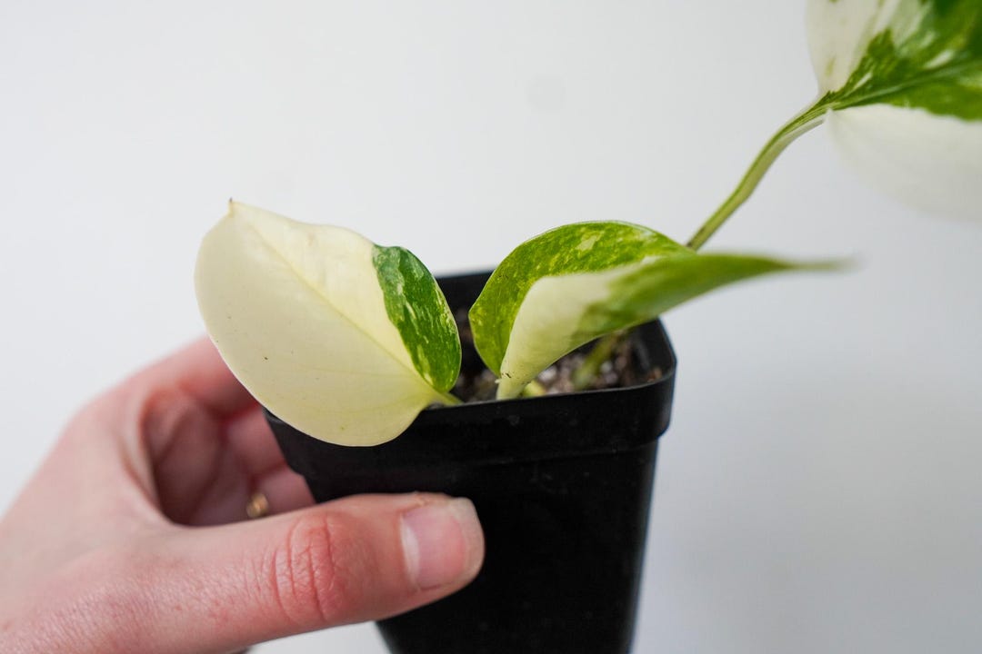 Epipremnum 'colorado Constellation' - Rare Pothos - Etsy