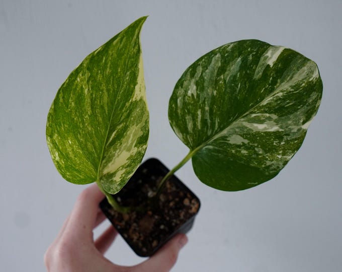 Epipremnum 'colorado Constellation' - Rare Pothos - Etsy