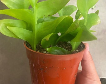 Orchid Cactus | Etsy