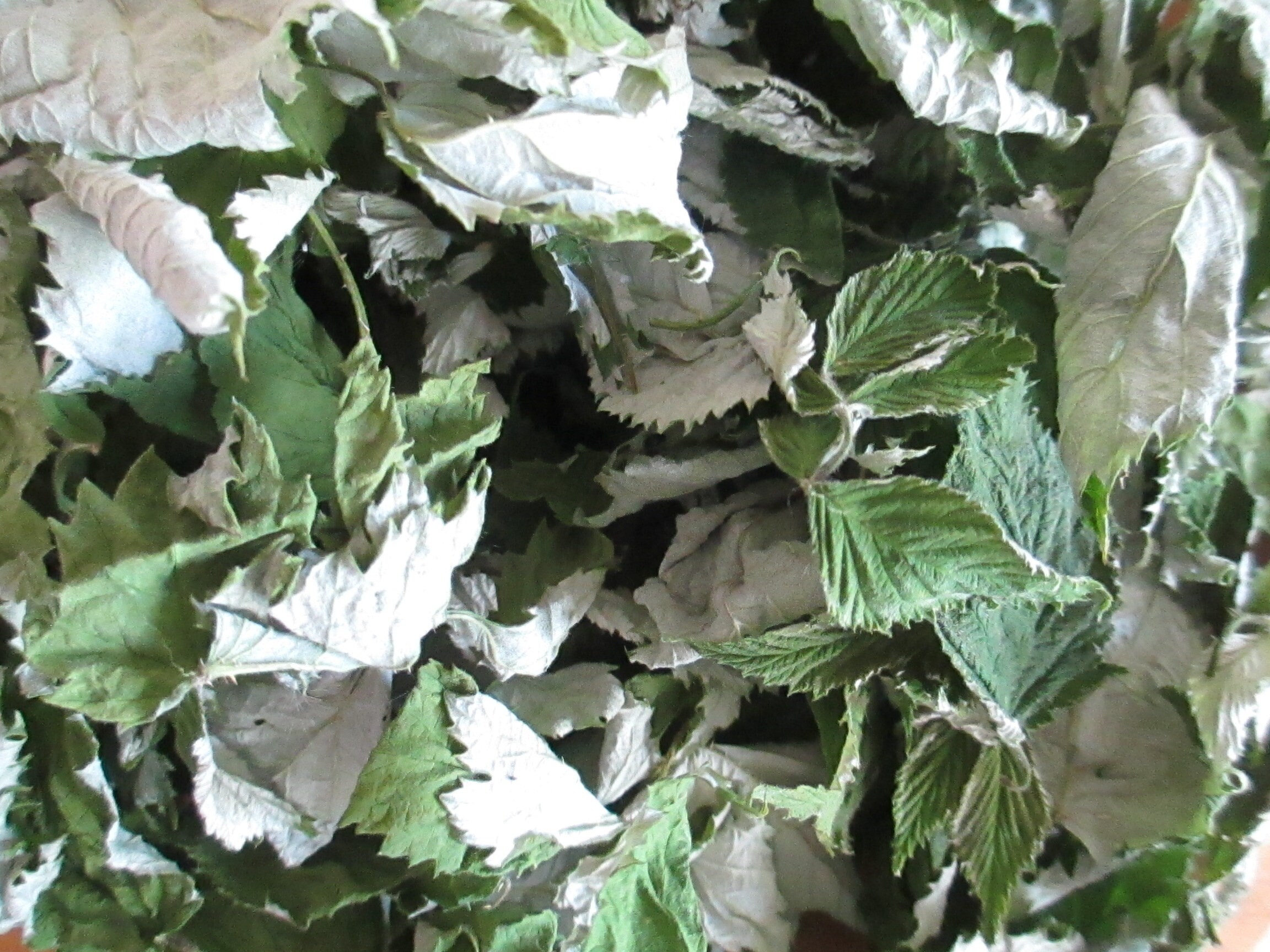 Organically grown dried Raspberry leaves Rubus idaeus Herbal | Etsy