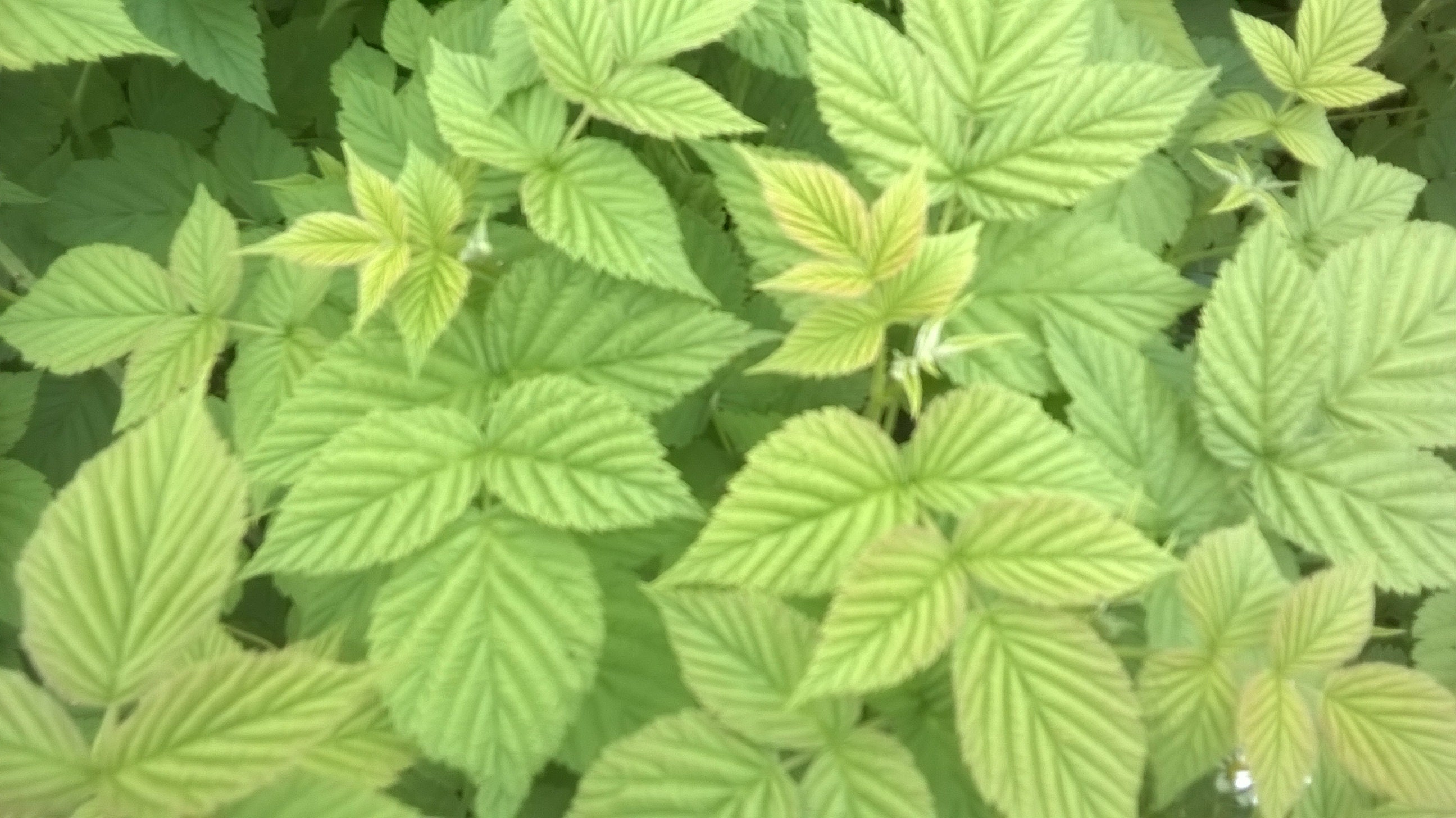 Organically grown dried Raspberry leaves Rubus idaeus Herbal - Etsy 日本