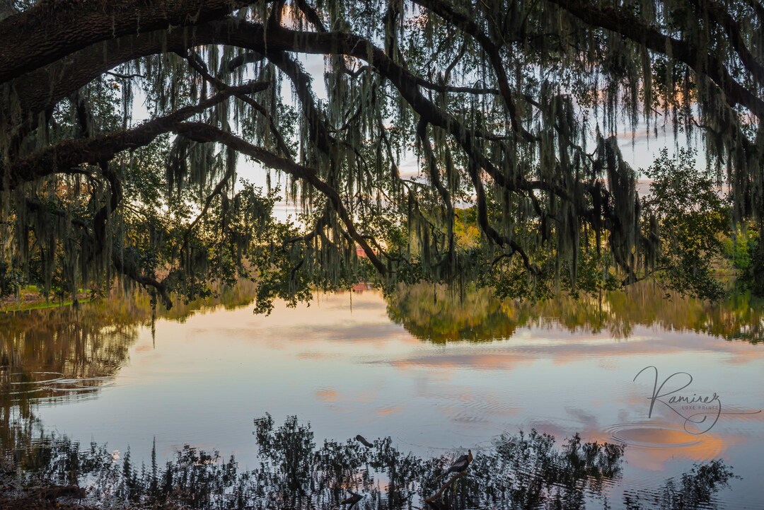 Lake Alice - Gainesville, Florida - Landscape Print (paper, Canvas or ...