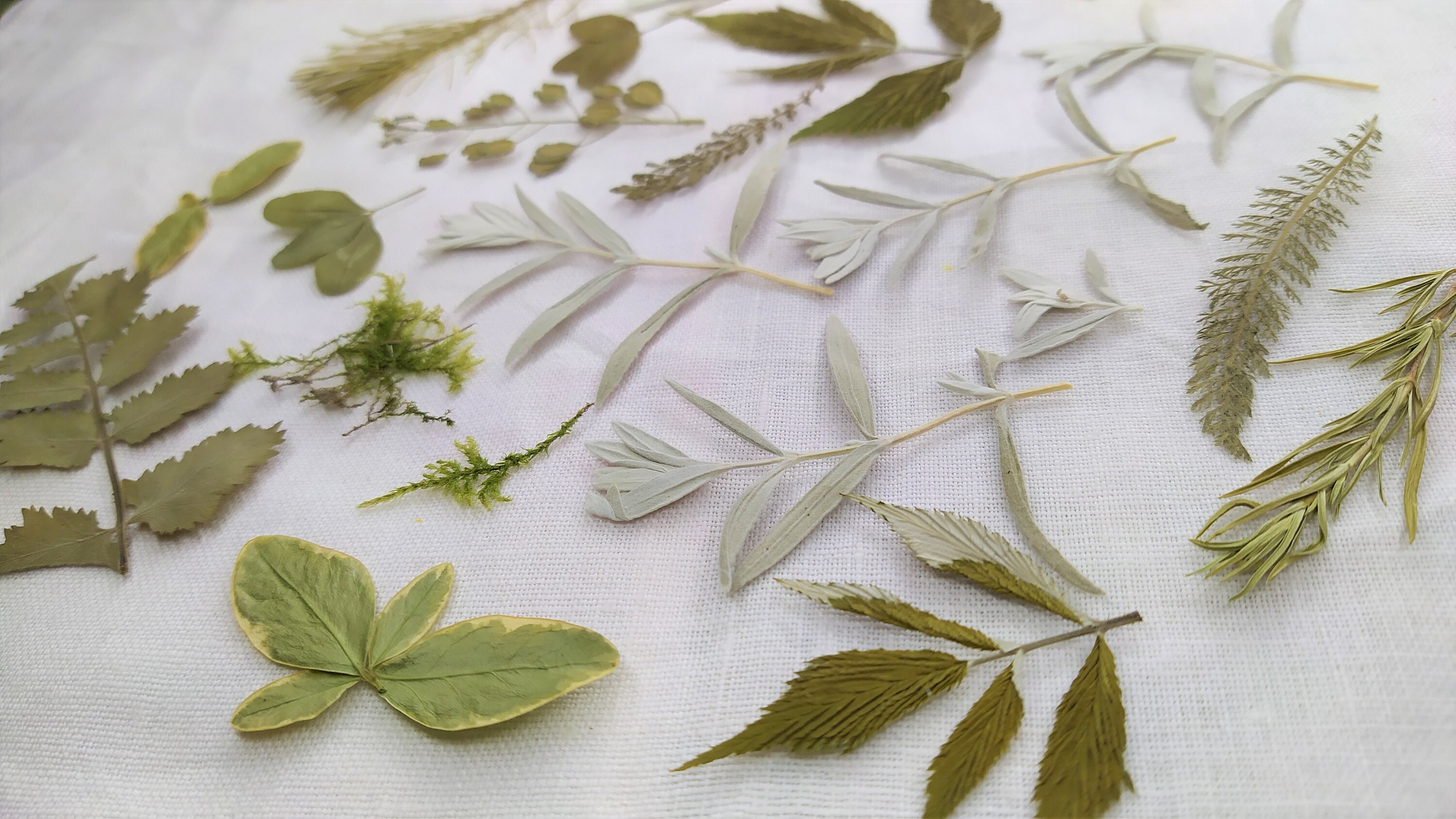 Pressed Leaves dried pressed small leaves for resin | Etsy