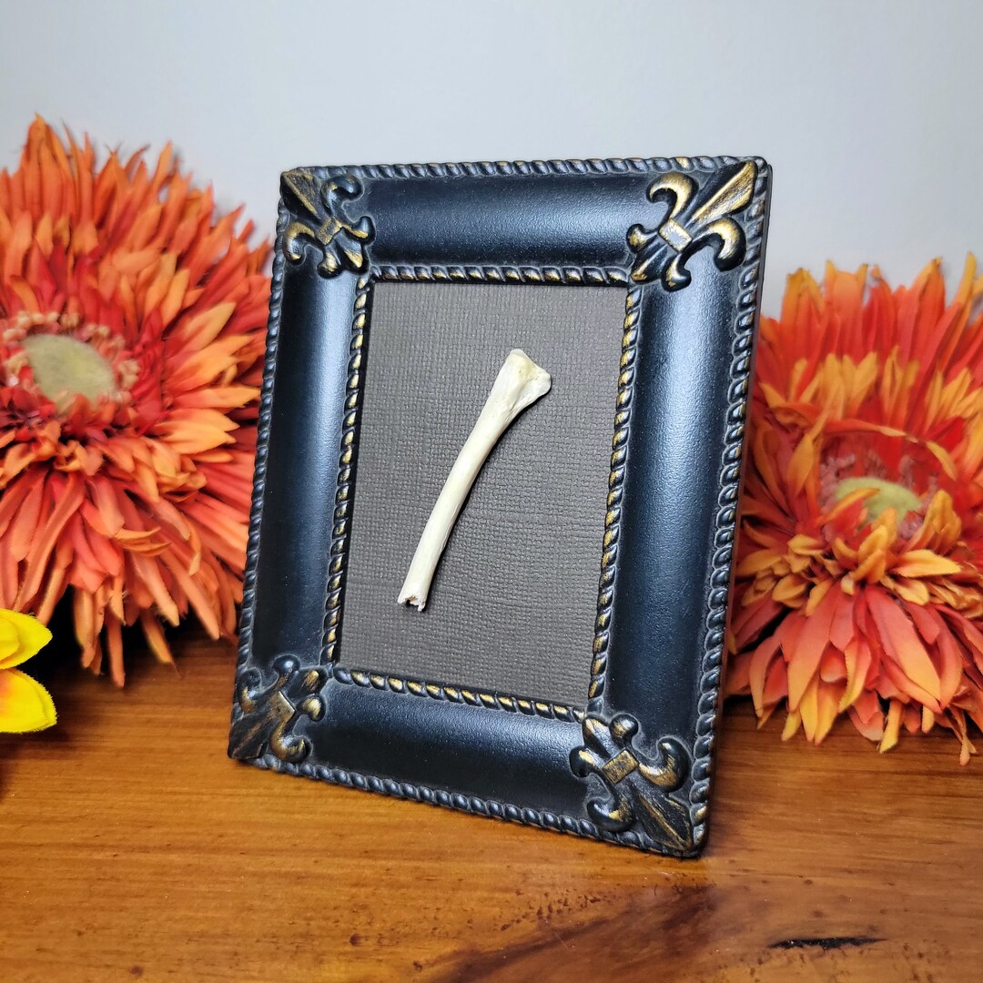 Another Small Bone-a-fide Armadillo in Frame - Etsy