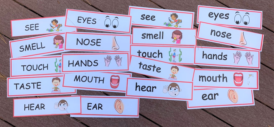 Five Senses Word Wall/emergent Literacy/preschool/spelling - Etsy