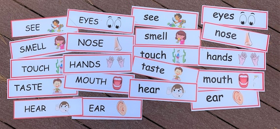 Five Senses Word Wall/emergent Literacy/preschool/spelling - Etsy