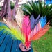 RAINBOW Dried Sago Palm Leaves 1st, Multicolor, Natural Dry Flower Home ...