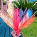 RAINBOW Dried Sago Palm Leaves 1st, Multicolor, Natural Dry Flower Home ...
