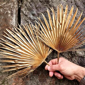 GOLD Dried Sun Palm Leaves 3fronds, Organic Tropical Fan Palm Leaf, Natural Dry Home Decor ...