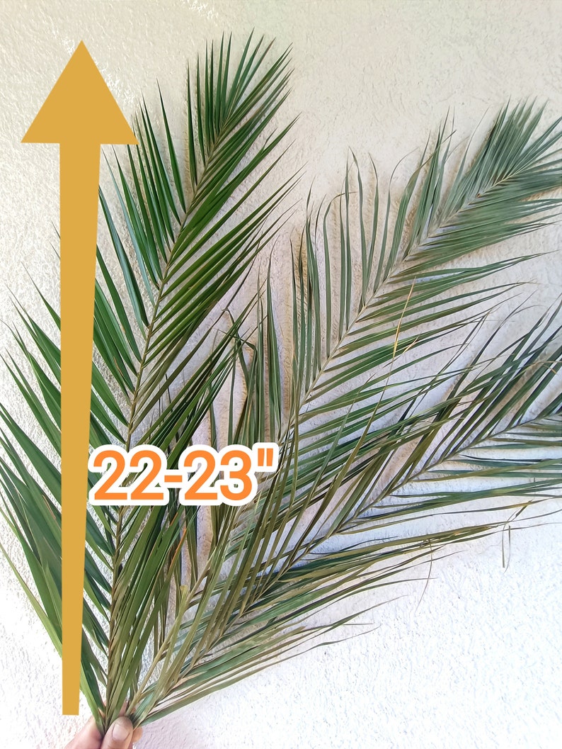 2 Stem Dried Date Palm Leaves: Natural Tropical Wedding Home Decor, 24 ...