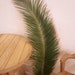 RAINBOW Dried Sago Palm Leaves 1st, Multicolor, Natural Dry Flower Home ...