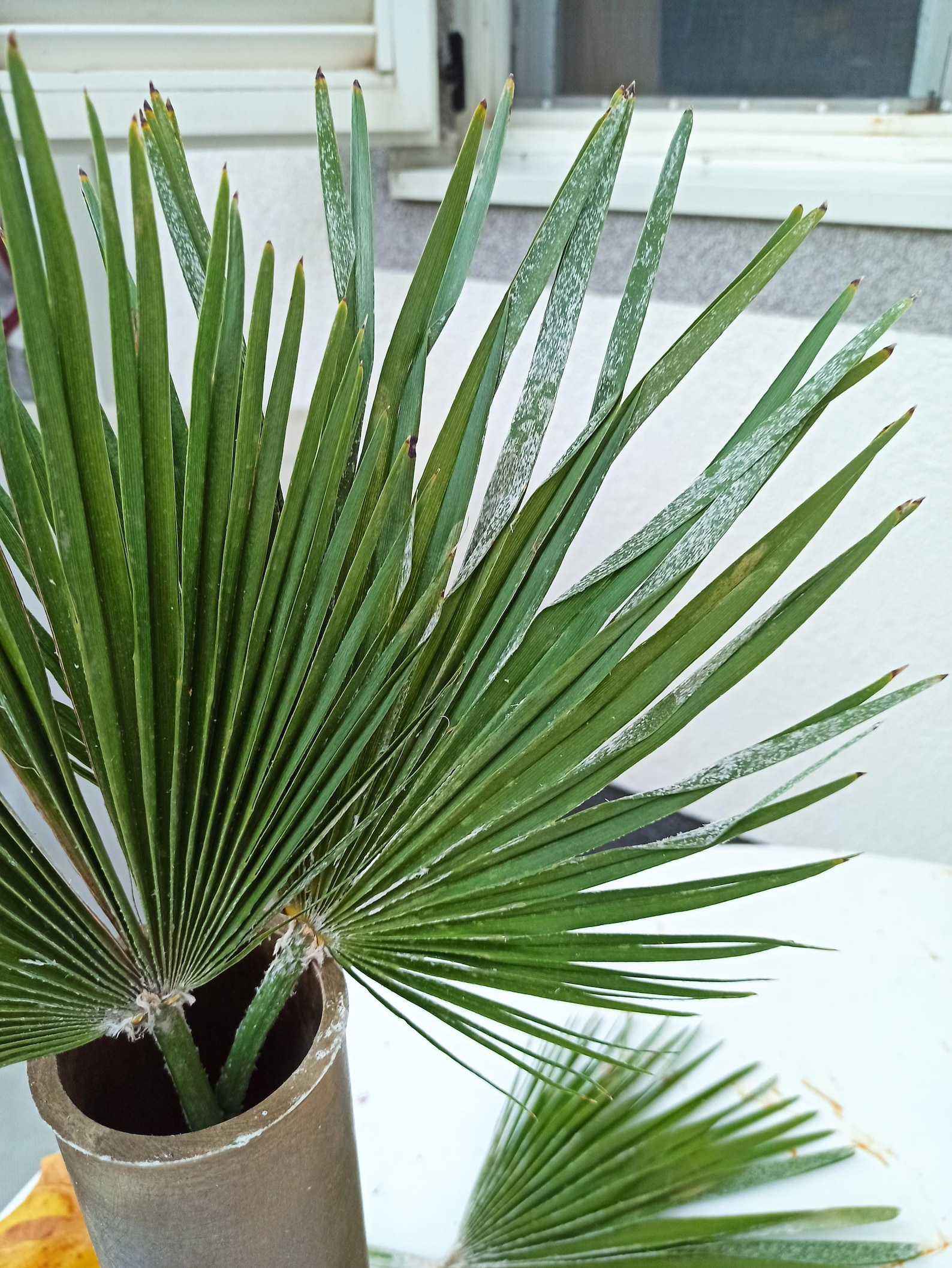 Green Dried Sun Palm Leaf (24"): Organic Tropic Decor - Etsy
