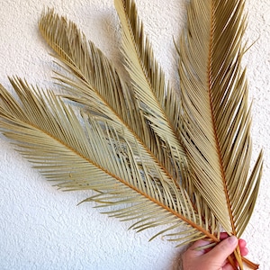 4 Stems Dried Palm Leaves, Organic Tropical Sago Palm Leaf, Natural ...