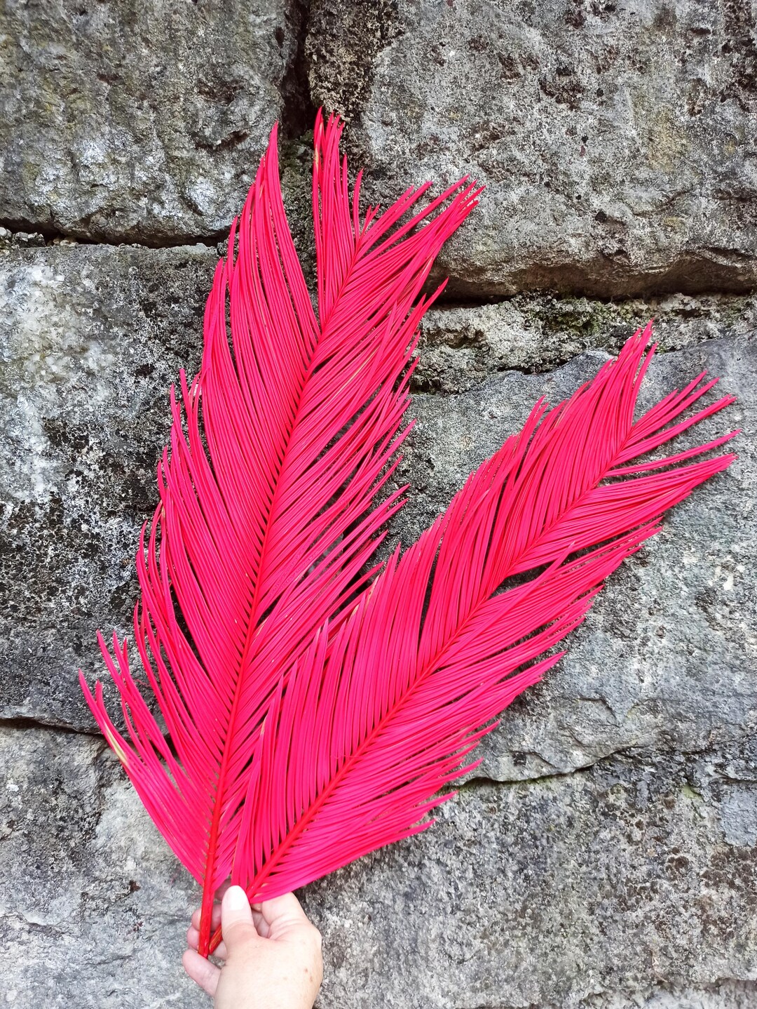 PINK Dried Sago Palm Leaves 1st, Organic Palm Leaf, Natural Dry Palm ...