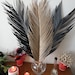 RAINBOW Dried Sago Palm Leaves 1st, Multicolor, Natural Dry Flower Home ...