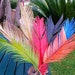 RAINBOW Dried Sago Palm Leaves 1st, Multicolor, Natural Dry Flower Home ...