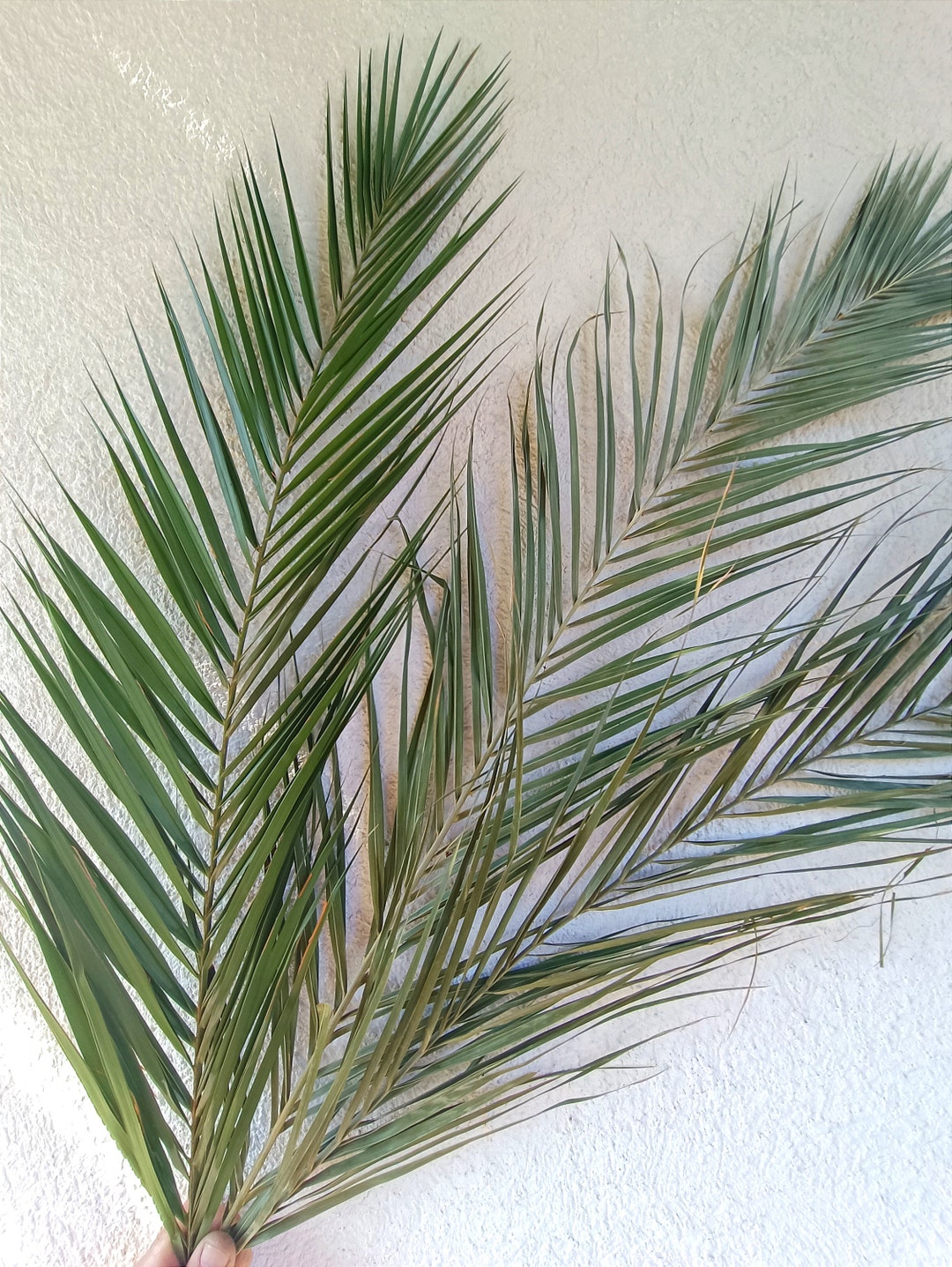 3 Stem Preserved Dried Date Palm Leaves 23 Green Organic Tropical Palm ...