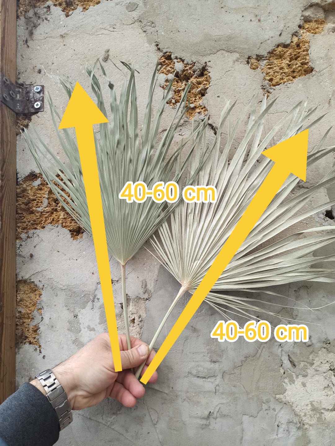 Natural Dried Sun Palm Leaves 1 Leaf, Old Green Tropic Fan Palm Leaf, Dry Home Decor, Wedding ...