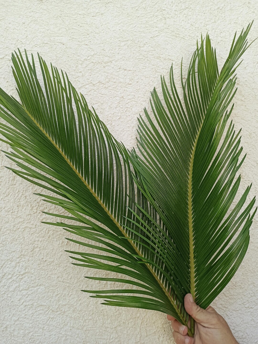 Dried Sago Palm Leaves, 2 Leaves, Organic Colored Tropic Sago Palm Leaf ...