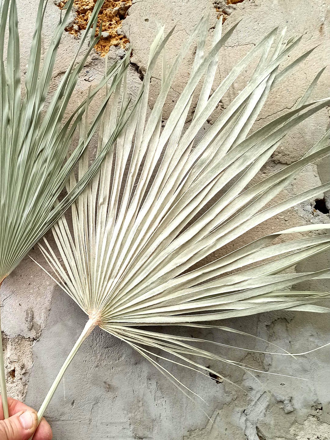 25" Natural Dried Sun Palm Leaves 1 Leaf, Old Green Tropic Fan Palm Leaf, L Dry Home Decor ...