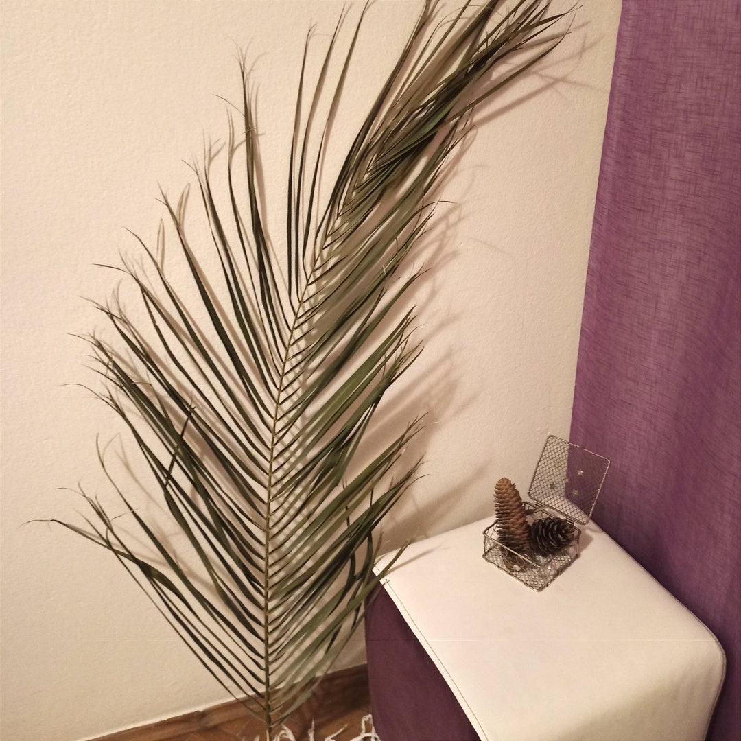 DRIED DATE PALM Leaves 24, Old Green Fronds for Vase, Dry Palm Leaves ...