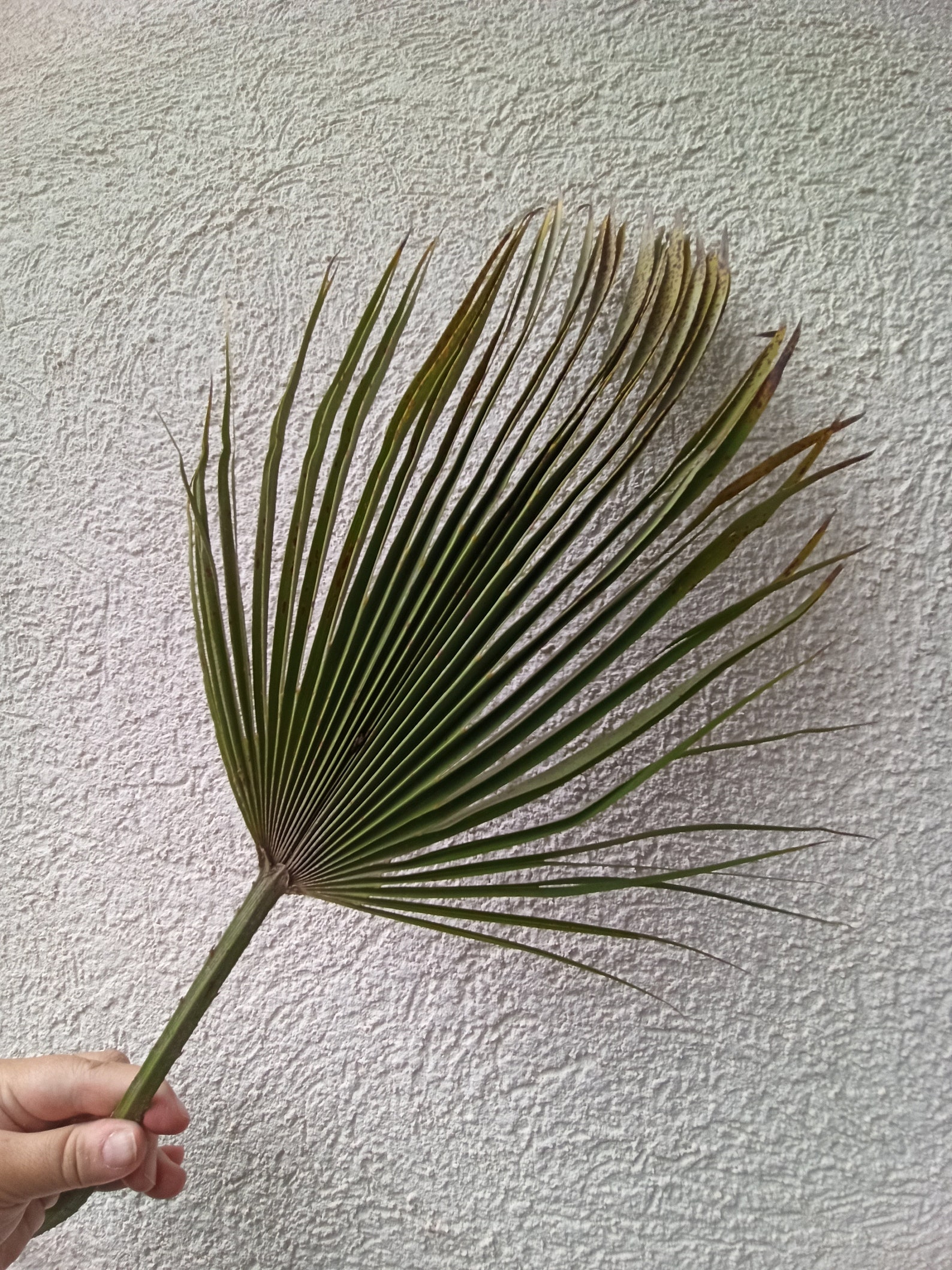 Green Dried Sun Palm Leaf (24"): Organic Tropic Decor - Etsy