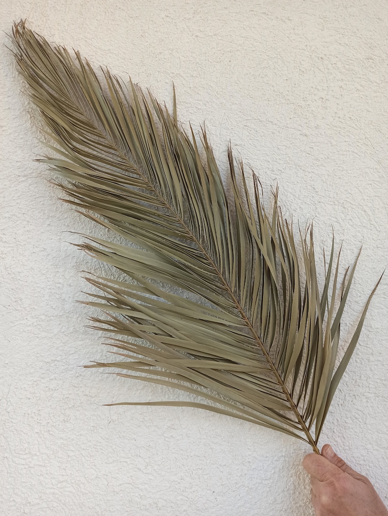 Dried Date Palm Leaf: 80cm Beige Green Frond, Tropical Boho Decor - Etsy UK